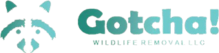 October 2025 Blogs | Gotcha Wildlife Removal